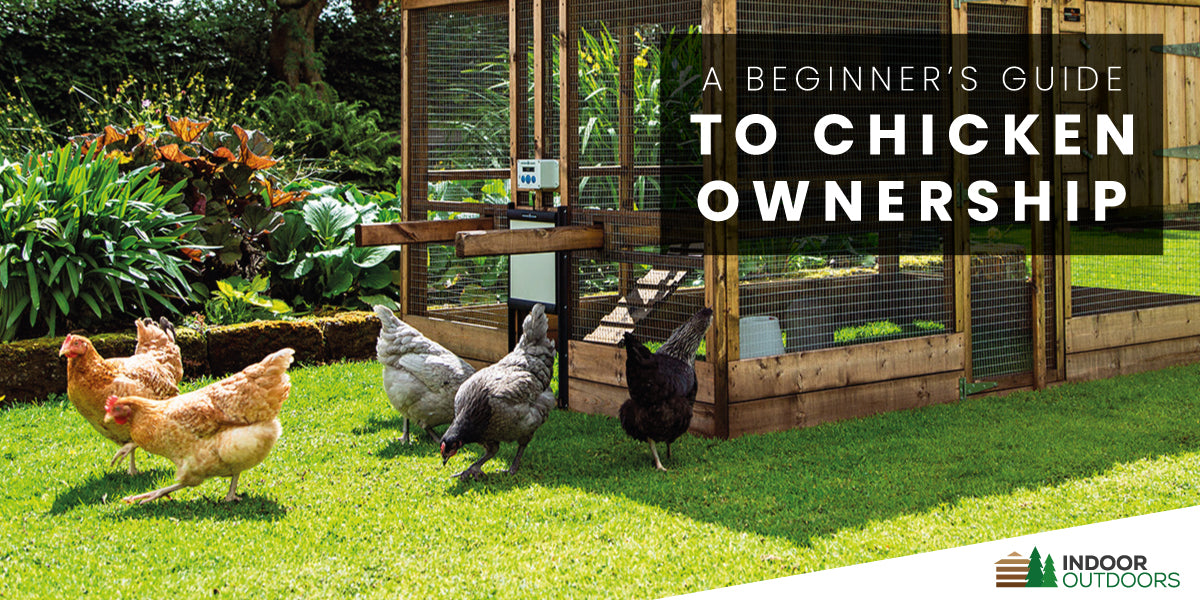 From Zero to Coop: A Beginner's Guide to Chicken Ownership - Indoor ...
