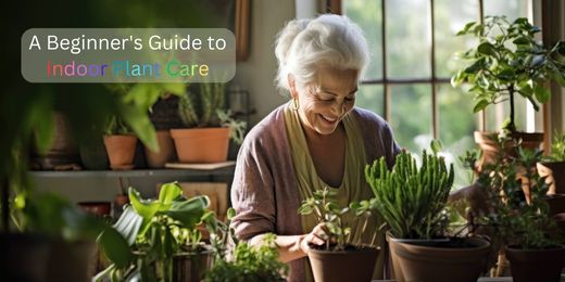 A Beginner's Guide to Indoor Plant Care - Indoor Outdoors