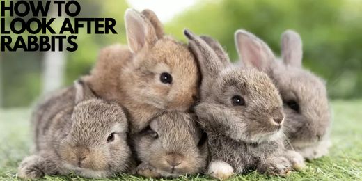 How to Look After Rabbits: A Guide to Happy and Healthy Pets - Indoor ...
