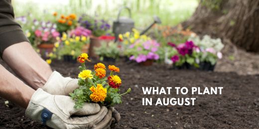 What to Plant in August. Maximising Your Garden Potential in the UK ...
