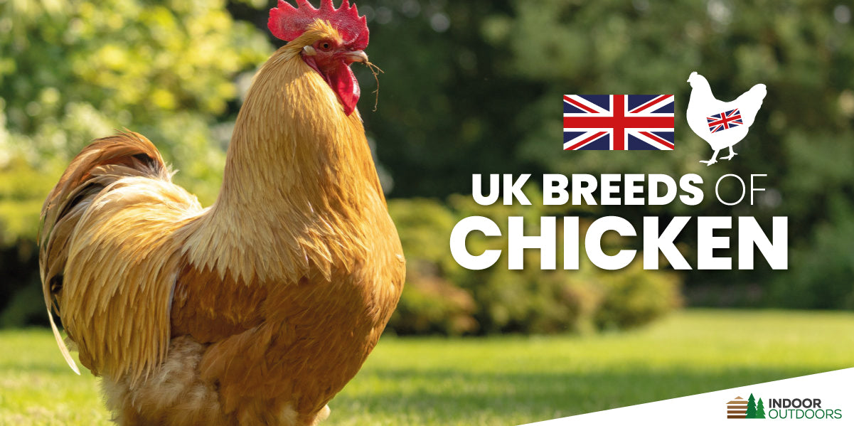 Feathers, Fluff and Fancy: Discovering the Unique UK Breeds of Chicken ...
