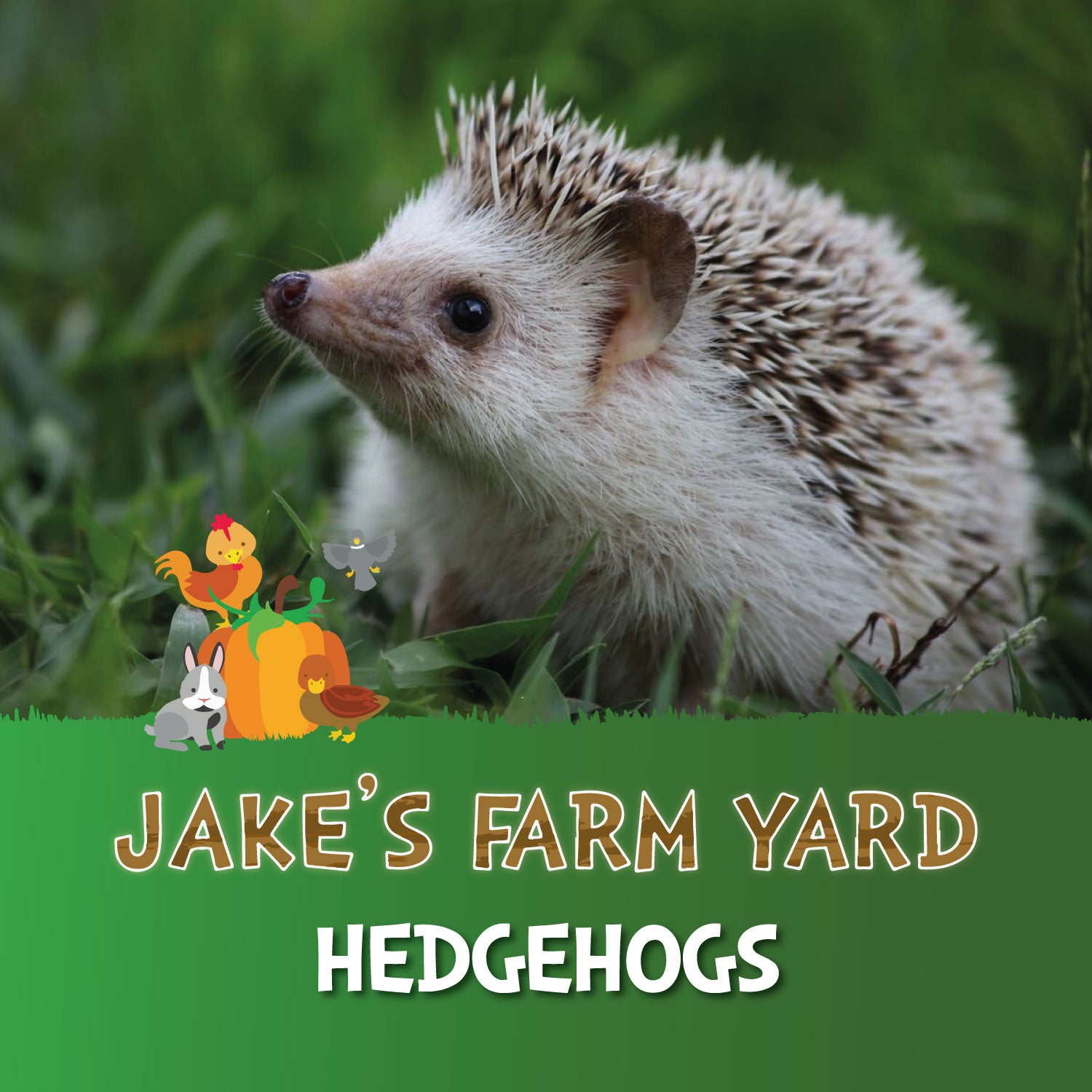 Hedgehog Products - Protective Houses, Feeders, Feed & More