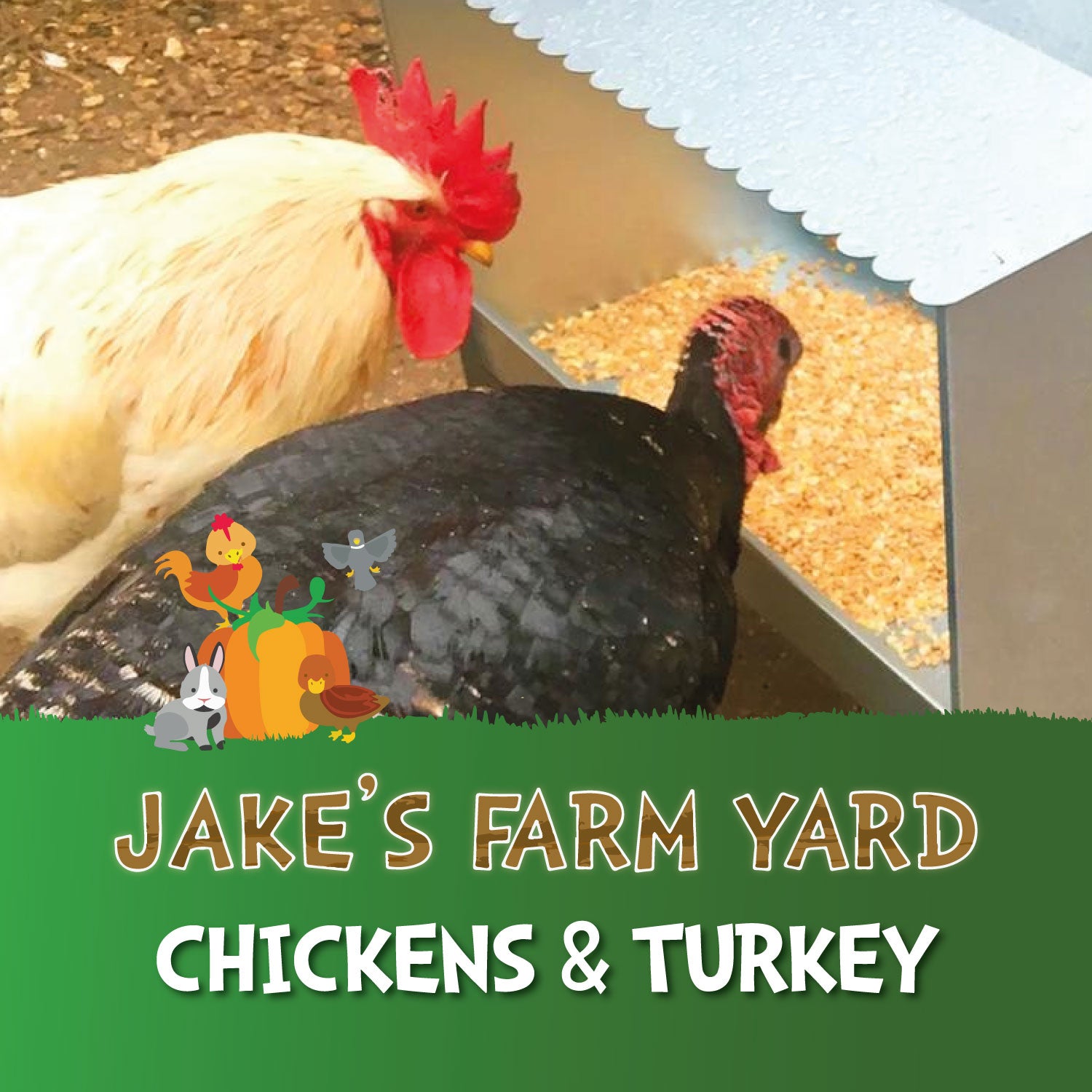 Chicken Feeders, Turkey Feeders & Poultry Feeders - Made in UK
