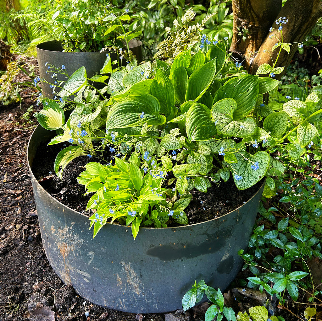 Tree Ring & Rustic Steel Planters - 15 Sizes Available