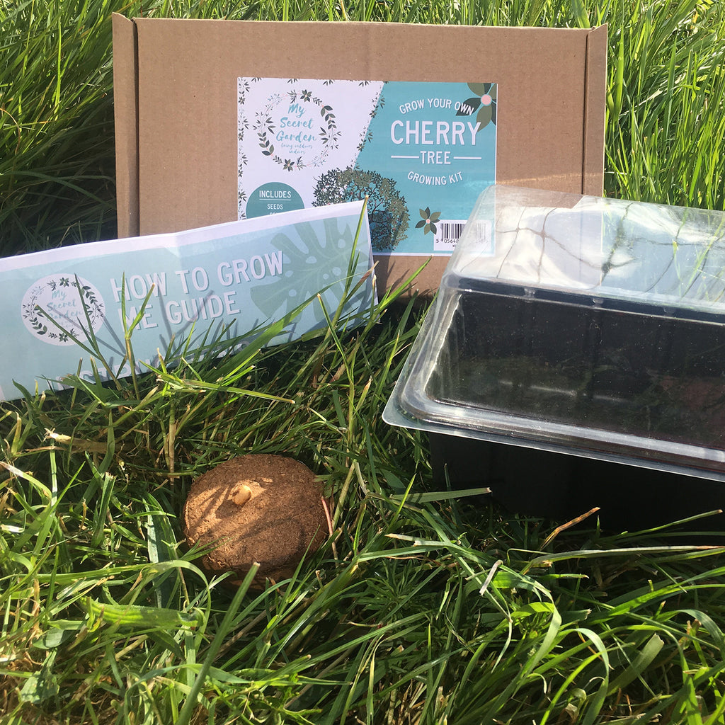 Grow Your Own Cherry Tree Growing Kit - Unique Gift Idea