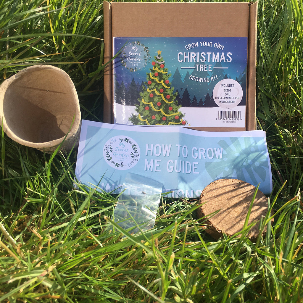 Grow Your Own Christmas Tree - Growing Kit - Unique Gift Idea
