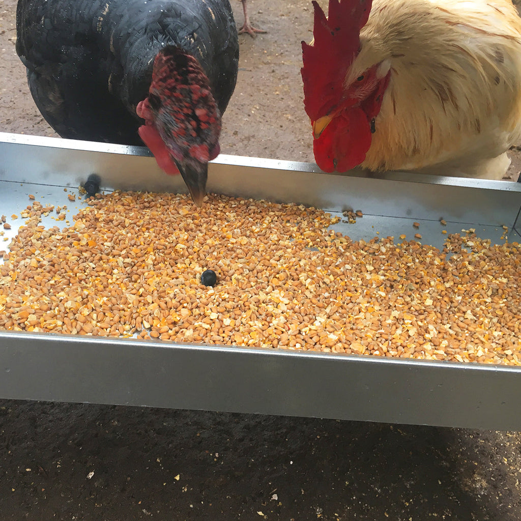 Poultry Feeder | Galvanised Steel, For Large Poultry & Turkeys