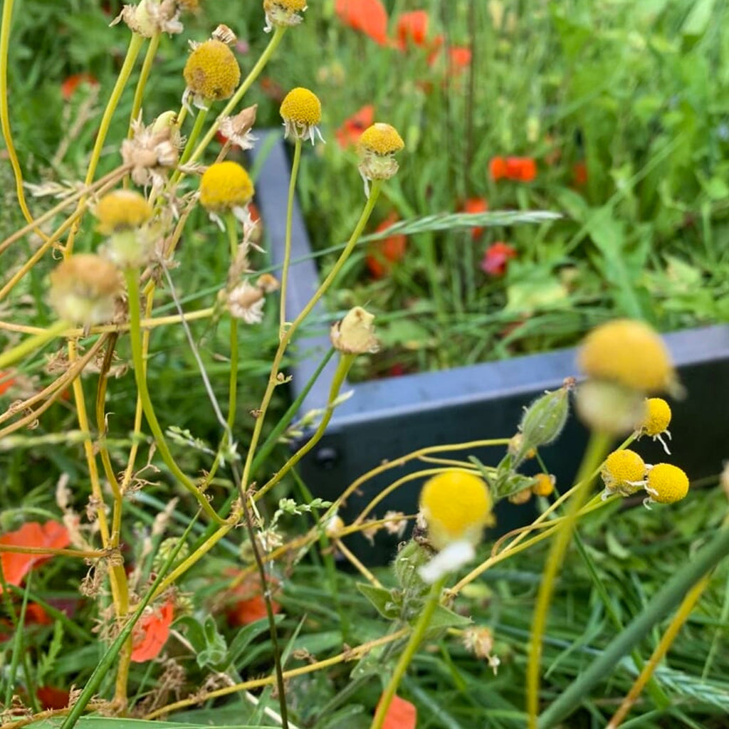 Rectangular Flat Pack Flower Bed & Tree Planter | Indoor Outdoors ...